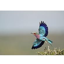 Amazon Canada: Sony Alpha 9 III Mirrorless Camera with World's First Full-Frame 24.6MP Global ...