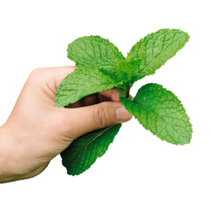 Original JHP Rödler Japanisches Minzöl zur Inhalation bei Atemwegsinfekten wie Erkältung und ...