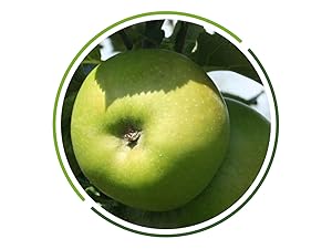 YouGarden - Duo Fruit Apple Tree, 2 Varieties of Apple on 1 Bare Root ...