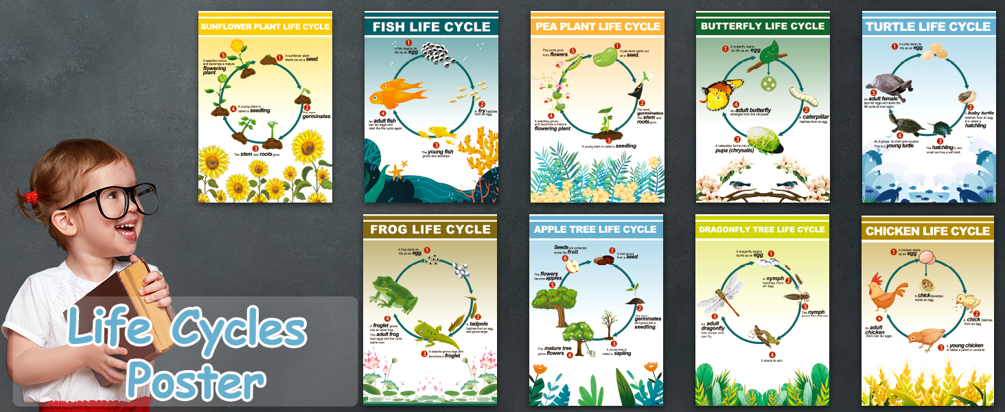 Amazon.com: 9 Pieces Science Biology Posters Life Cycles Bulletin Board ...