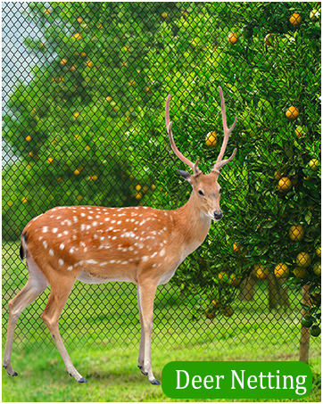 Amazon.com : Chicken Netting - 50x 100ft Garden Netting with 1" Square Mesh as Poultry Netting ...