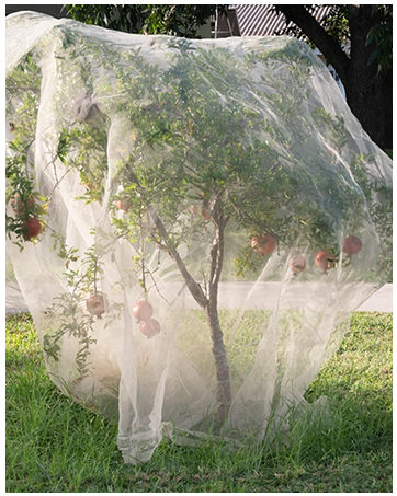 Amazon.com : 10x10Ft Large Fruit Tree Netting Cover with Zipper, Garden Netting Pest Barrier ...