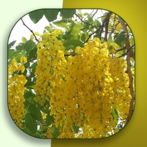 GREEN PARADISE® Cassia Fistula Tree Seeds F1 Quality seeds Pack Golden Shower Tree Amaltas Tree ...