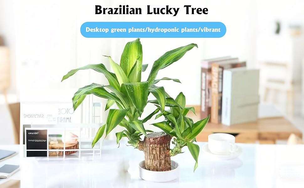 Amazon.com: 2025 Brazilian Wood Plant - Lucky Brazil Wood Potted Plant,Brazilian Wood Hydroponic ...