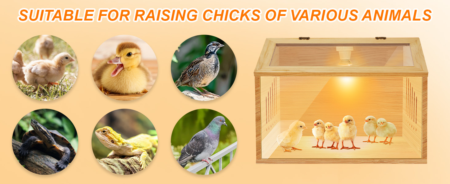 Amazon.com: Brooder Box for Chicks，Indoor Smart Wooden Poultry Brooder with Heater, Suitable for ...