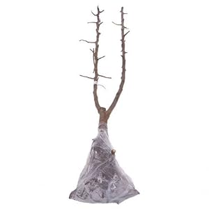 You Garden - Duo Fruit Apple Tree, 2 Varieties of Apple on 1 Bare Root ...