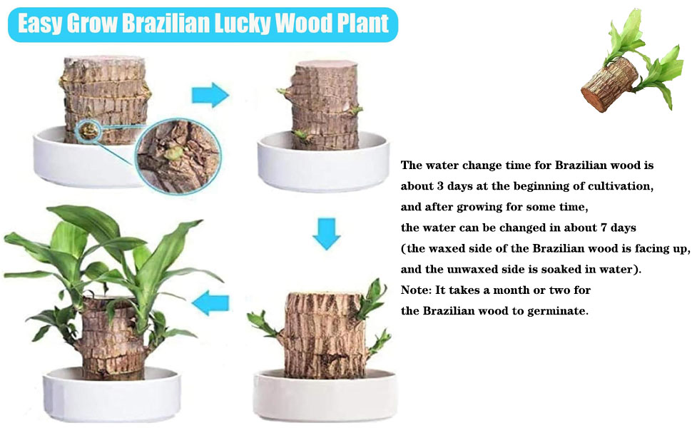 Amazon.com: Brazilian Lucky Wood Plant, Fortune Brazil Wood Hydroponic Potted Plant with Plastic ...
