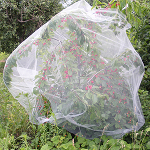 Amazon.com : 3 Pack Fruit Tree Netting 7x6 Ft Garden Netting for Tree Protection Large Tree ...