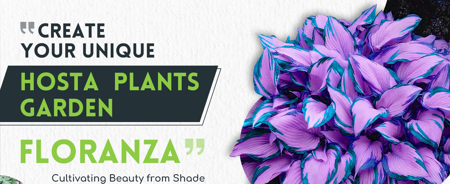 Amazon.com : Floranza Hosta Seeds - Stunning Blue & Purple Two-Tone Variegated Medium-Sized ...