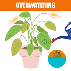 Amazon.com: KintKita Clear Glass Plant Watering Globes -Self Watering Blubs Auto-Drippers System ...