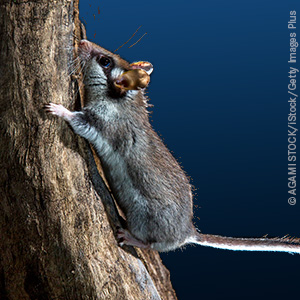 Lebendige Nacht: Vom verborgenen Leben der Tiere : Kimmig, Sophia: Amazon.de: Bücher