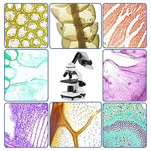 Amazon.com: 100X-2000X Microscopes for Kids Students Adults, with ...