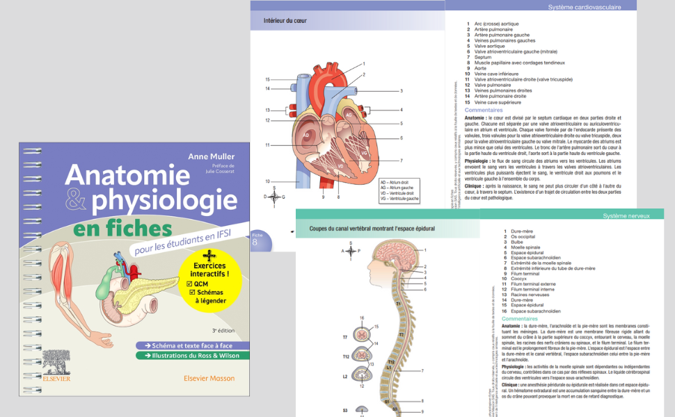 Amazon.fr - Anatomie et physiologie en fiches pour les étudiants en IFSI: Avec un site Internet ...