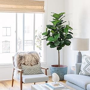 Amazon.com: Yepdin Faux Fiddle Leaf Fig Tree 6 FT - Artificial Ficus Tree with Tall Artificial ...