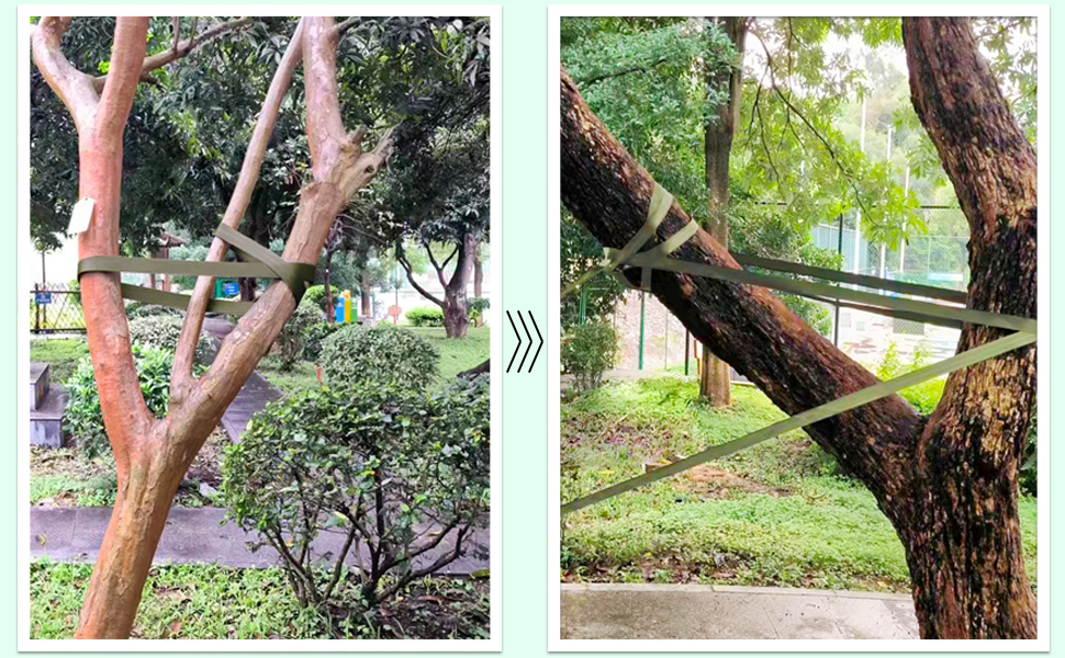 Amazon.com: Tenn Well Tree Support Strap, 65 Feet x 1 inch Tree Straps ...