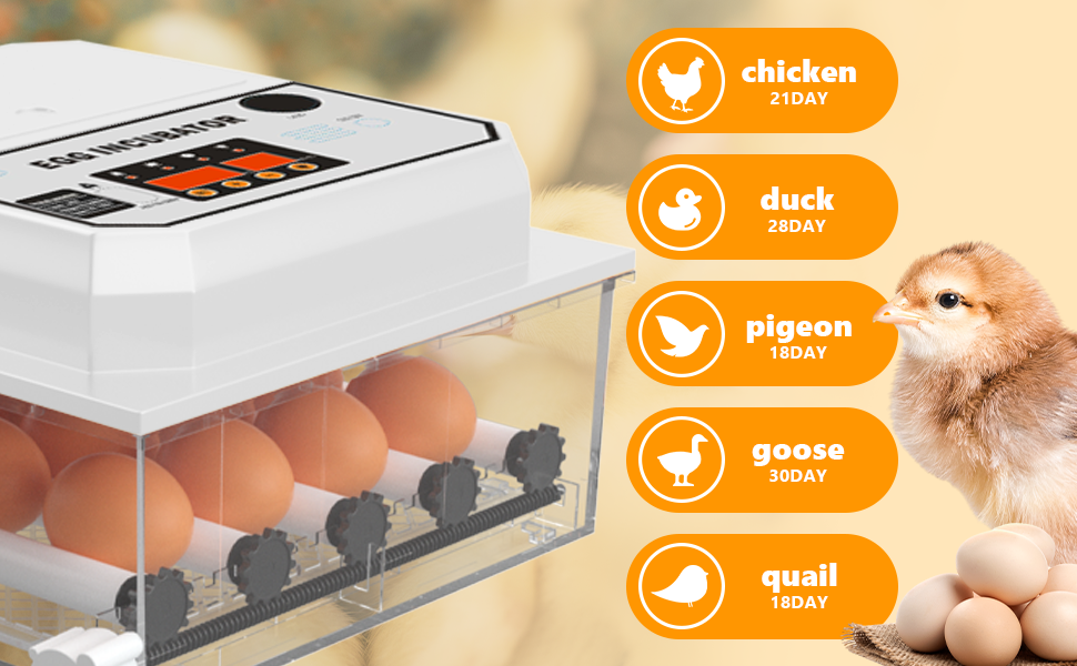 Amazon.com: WRFEICBN 16-Egg Incubator Hatching Eggs 360°Automatic Egg Turning, Temp Auto-Control ...