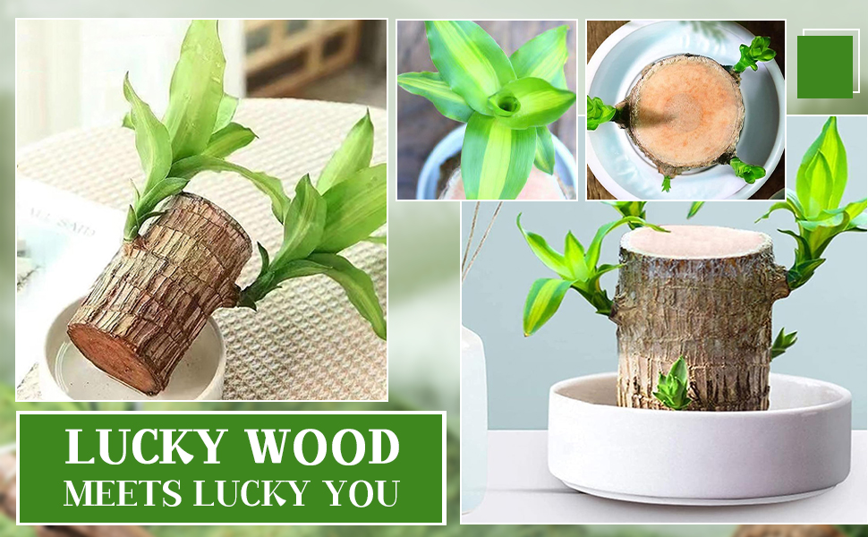 Amazon.com: Brazilian Wood, Brazilian Lucky Wood, Brazilian Mini Brazilian Wood Plant, Brazilian ...
