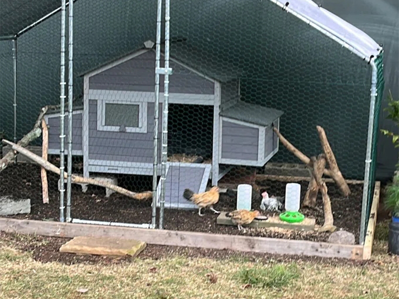 Amazon.com: Aivituvin Chicken Coop Duck House with Dual Nesting Boxes for 4-6 Chickens ...