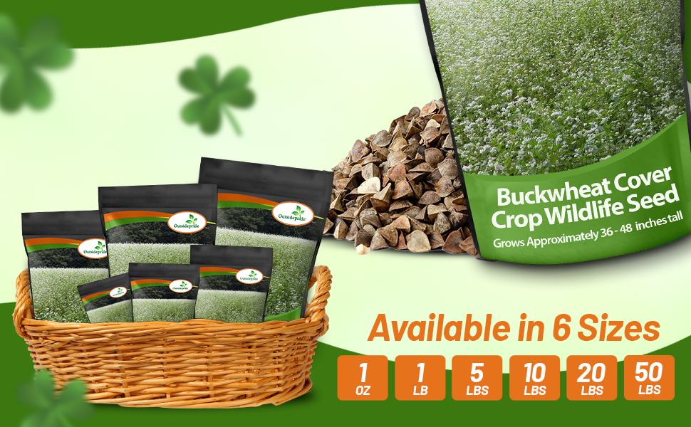 Amazon.com : Outsidepride Buckwheat Seeds - 50lbs Annual, Fast-Growing, Easy to Grow Buckwheat ...