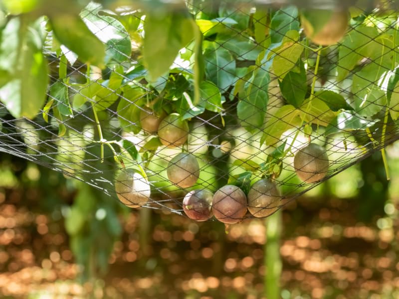 Amazon.com : Hortifan Bird Netting, 50'x50' with 1" Square Mesh - Heavy Duty Nylon Netting for ...