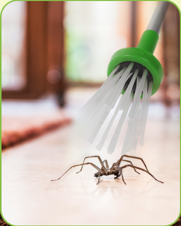 FLORA VERDE Foldable Spider Catcher Extra Long Handle – 82cm Humane Spider Catchers For The Home ...
