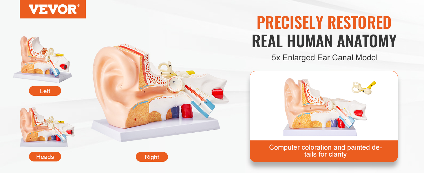 VEVOR Human Ear Anatomy Model, 3 Parts 5 Times Enlarged Human Ear Model Displaying Outer, Middle ...