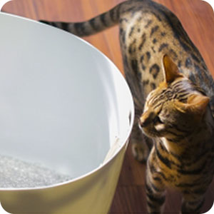 Amazon | 【1.5kg × 1袋】Resna レスナ ネコ砂 シリカゲル 脱臭 消臭 トイレ 乾燥剤 猫砂 | ノーブランド品 | 猫砂 通販