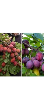 You Garden - Duo Fruit Apple Tree, 2 Varieties of Apple on 1 Bare Root ...