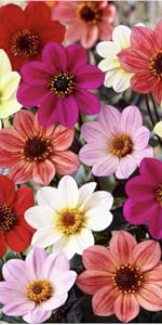 You Garden - Summer Flowering Bulb Mixed Pack, 300 Bulbs, 7 Varieties for Summer Long Colour ...