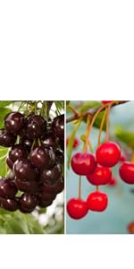 You Garden - Duo Fruit Apple Tree, 2 Varieties of Apple on 1 Bare Root ...