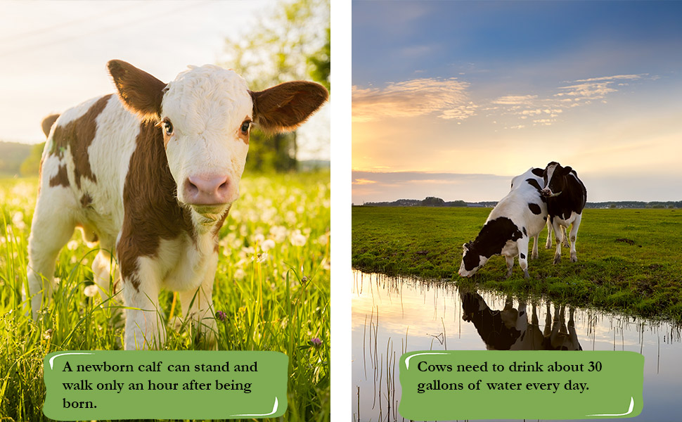 Epic Cow Facts for Kids: Fascinating Photos & Interesting Info for ...