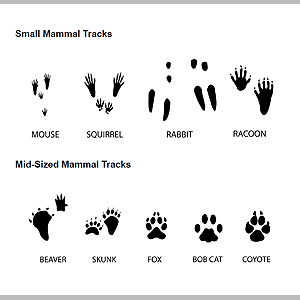 Survival Guide: Hunting with Traps and Snares / Survive / Hunting and Trapping for the Worst ...