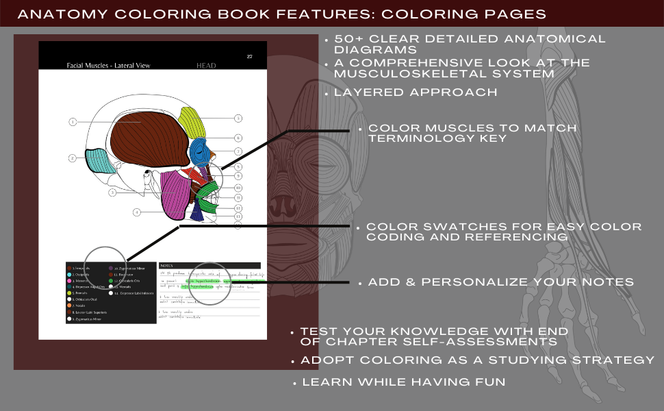 Human Anatomy Coloring Book: Muscles. Medical Notes | Detailed ...