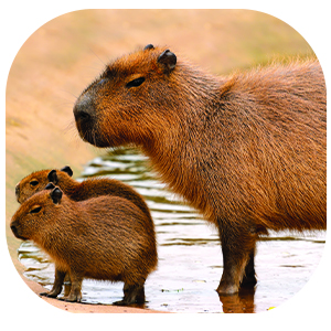 Capybara: Fascinating Animal Facts for Kids (This Incredible Planet ...