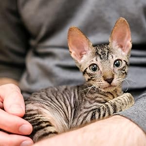 Taking care of a Cornish Rex Cat: All you need to know about general ...