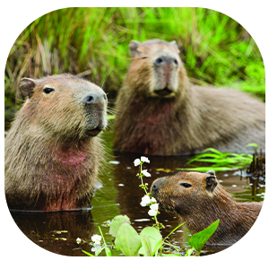 Capybara: Fascinating Animal Facts for Kids (This Incredible Planet ...