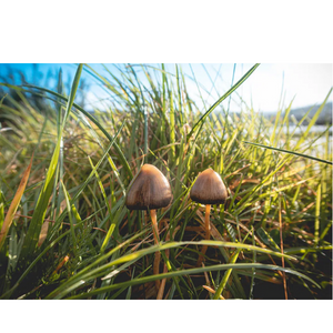 Psilocybin Mushrooms: 3 in 1: How to Grow Psychedelic Magic Mushrooms, Safe Use and Basic ...