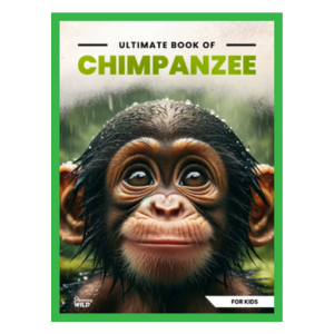 Ultimate Book Of Chimpanzee: Fun Facts, A Day In The Life, Visually Stunning, Fascinating ...