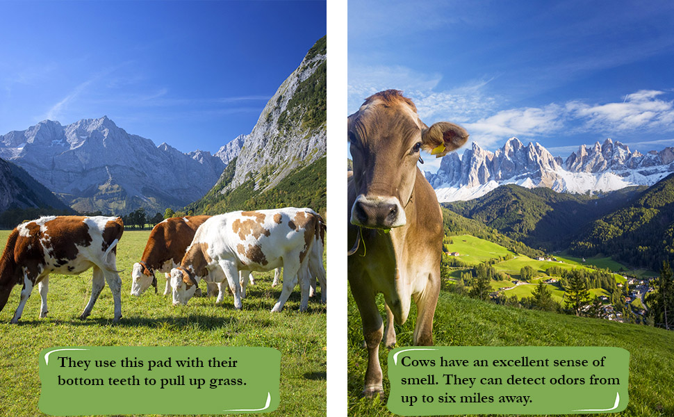 Epic Cow Facts for Kids: Fascinating Photos & Interesting Info for ...