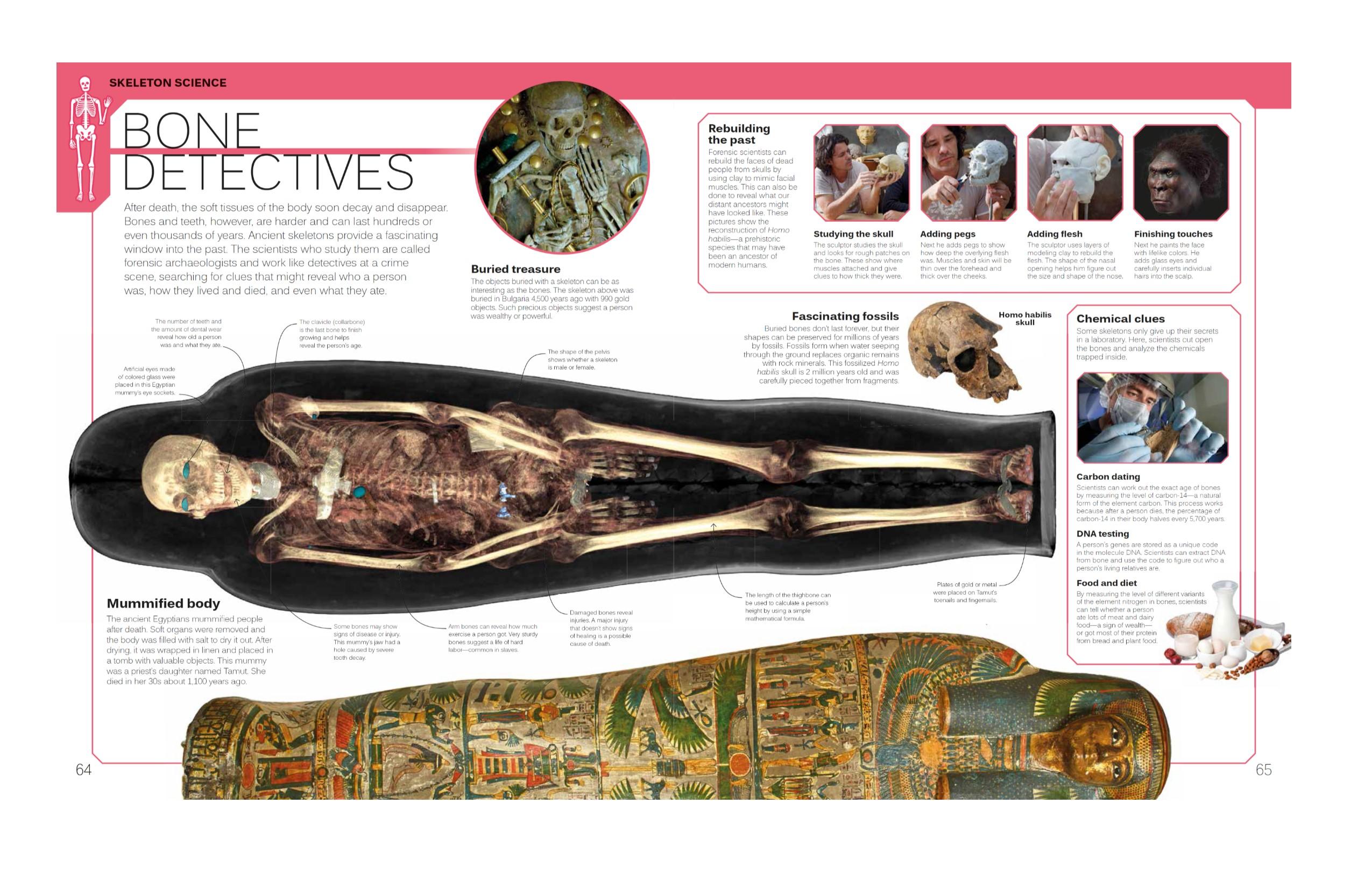 Buy The Skeleton Book: Get to Know Your Bones, Inside Out Book Online ...