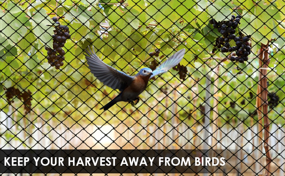 Amazon.com : Nylon Mesh Anti Bird Netting [50 X 50] ft for Fruit Trees Used as Chicken Netting ...