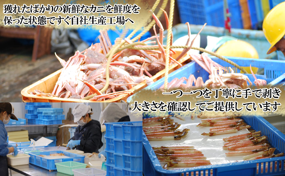 Amazon.co.jp: 【スポーツの日ギフト】ズワイガニ生冷 鍋(1kg)ポーションむき身 カニしゃぶ 特大 4L～5L 極太 : 食品・飲料・お酒