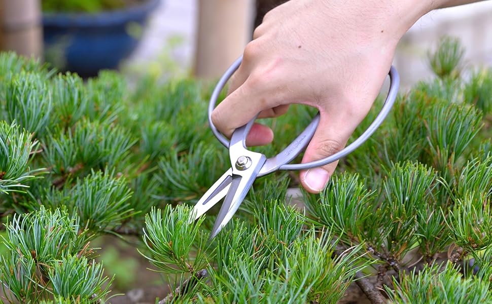 Amazon.com: KAKURI Bonsai Scissors Made in Japan 7", Japanese Stainless Steel Blade, Okubo ...