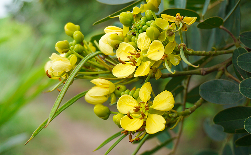 Amazon.com: Purely Inspired Organic 7 Day Cleanse, Unique Senna Leaf ...