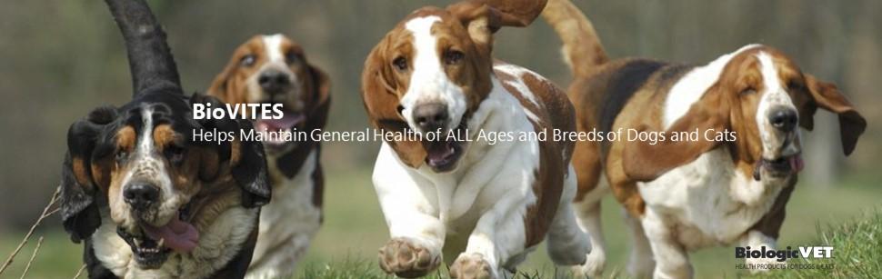 BioVITES Multi-Nutrient - Vitamins, Minerals and Enzymes for Dogs and ...