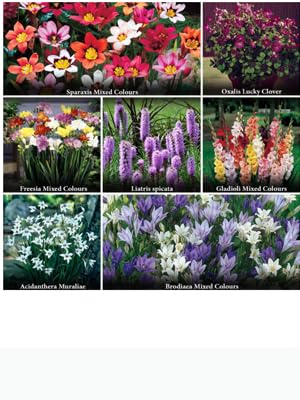 You Garden Summer Flowering Bulb Mix, 300 Bulbs, 7 Varieties, Summer Long Colour : Amazon.co.uk ...