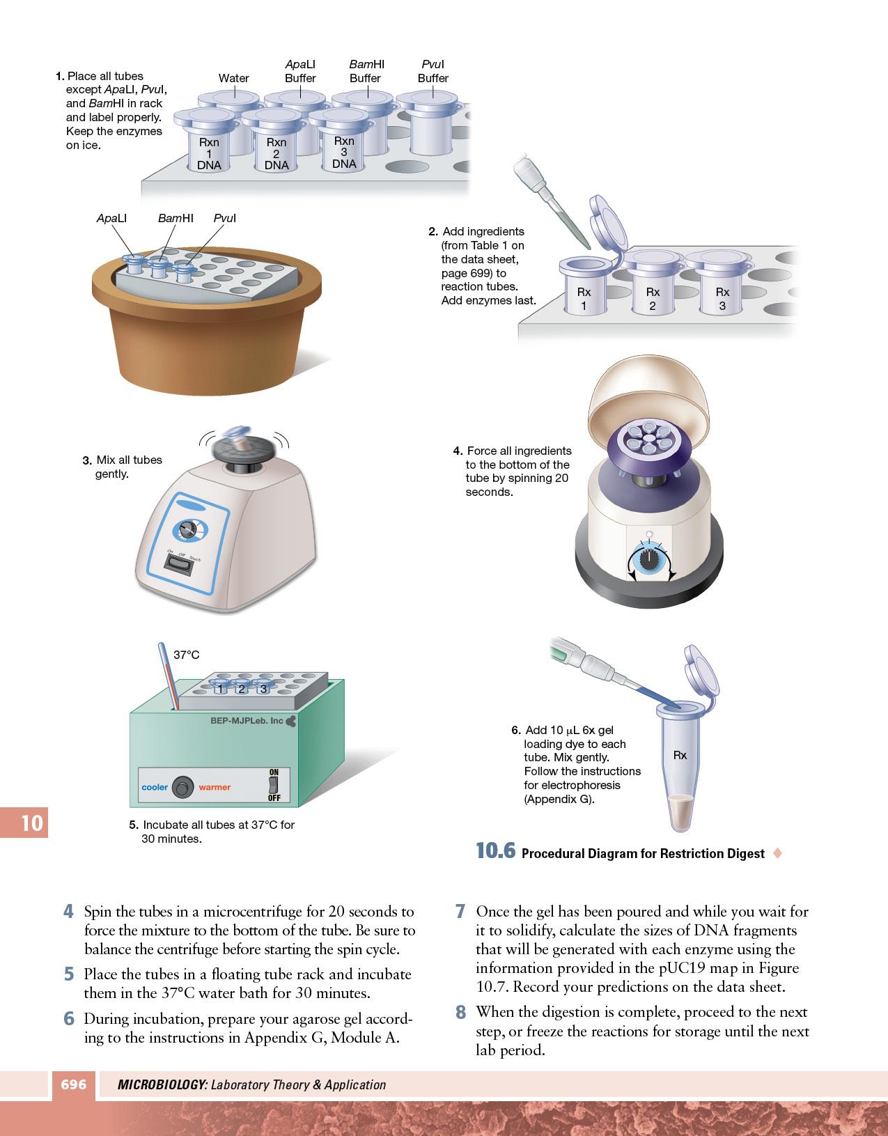 Microbiology Laboratory Theory And Application 9781617312502 microbiology-laboratory-theory-and-application-9781617312502