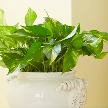 Amazon.com : Costa Farms 3.8ANGELPOTH4PK Exotic Angel Pothos Live ...
