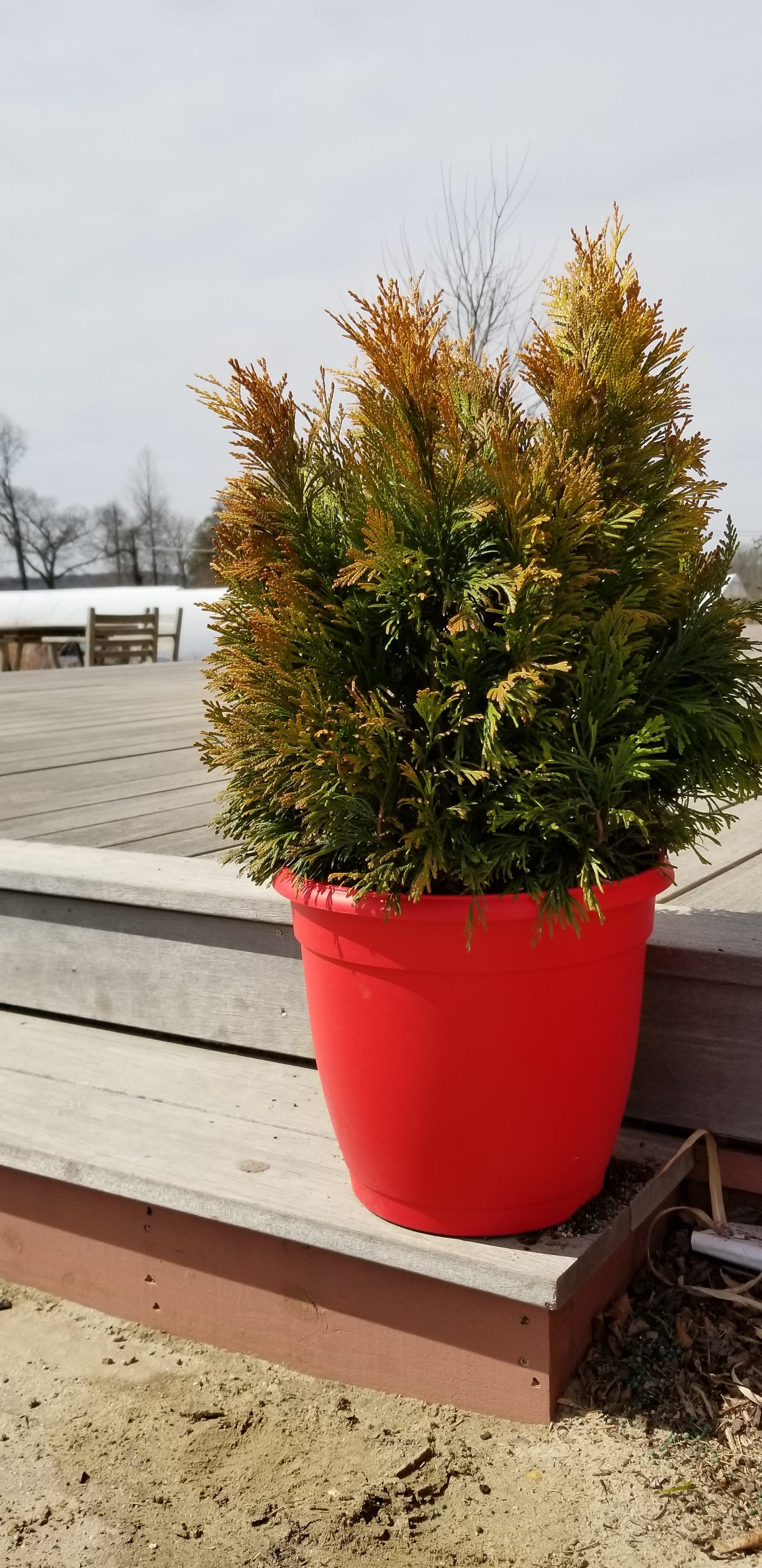 Thuja plicata Forever Goldy (Western Arborvitae) Evergreen, 3 - Size ...