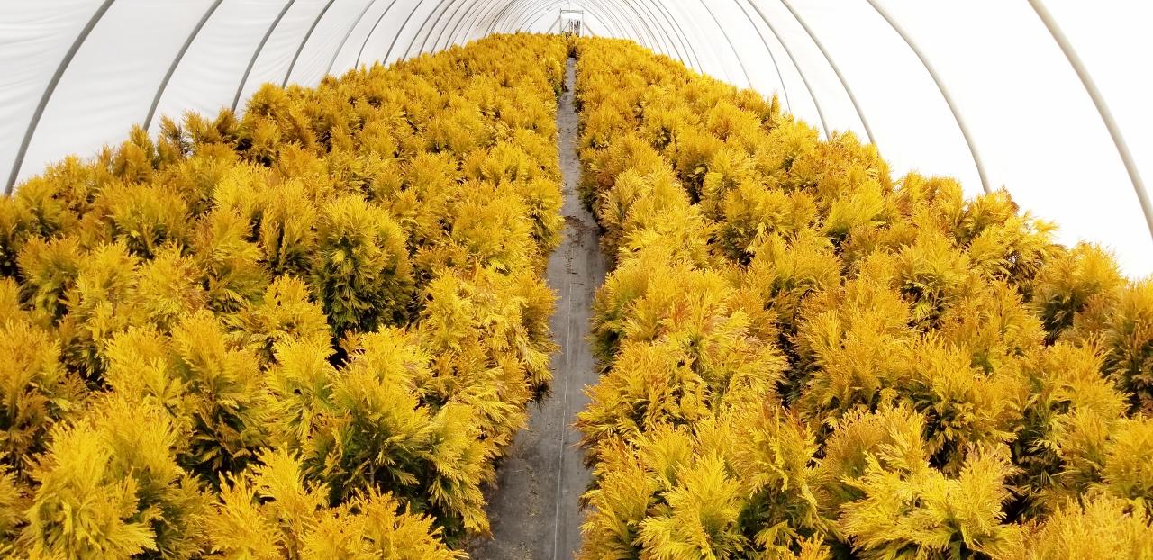 Thuja plicata Forever Goldy (Western Arborvitae) Evergreen, 3 - Size ...
